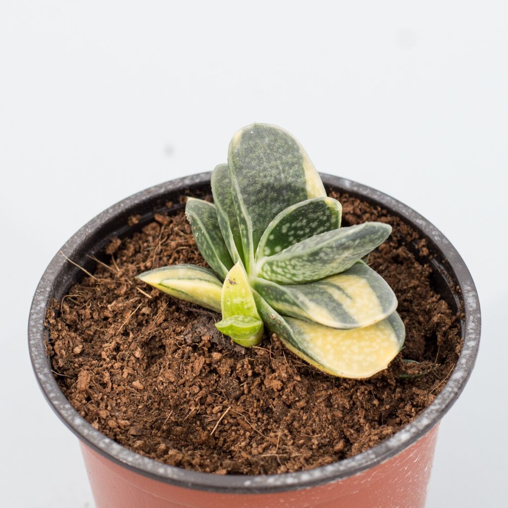 Gasteria glauca variegata - Suculandia