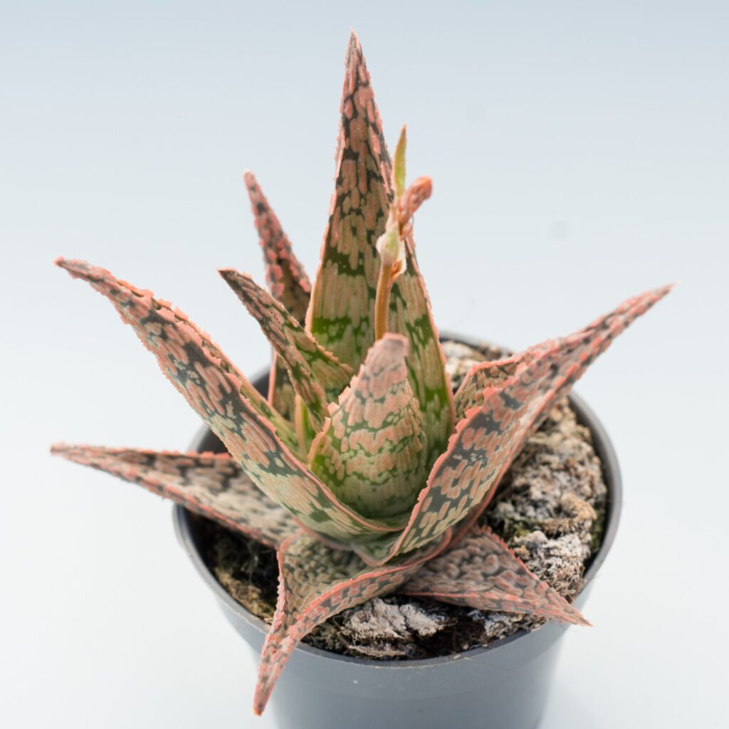 Aloe pink blush - Suculandia
