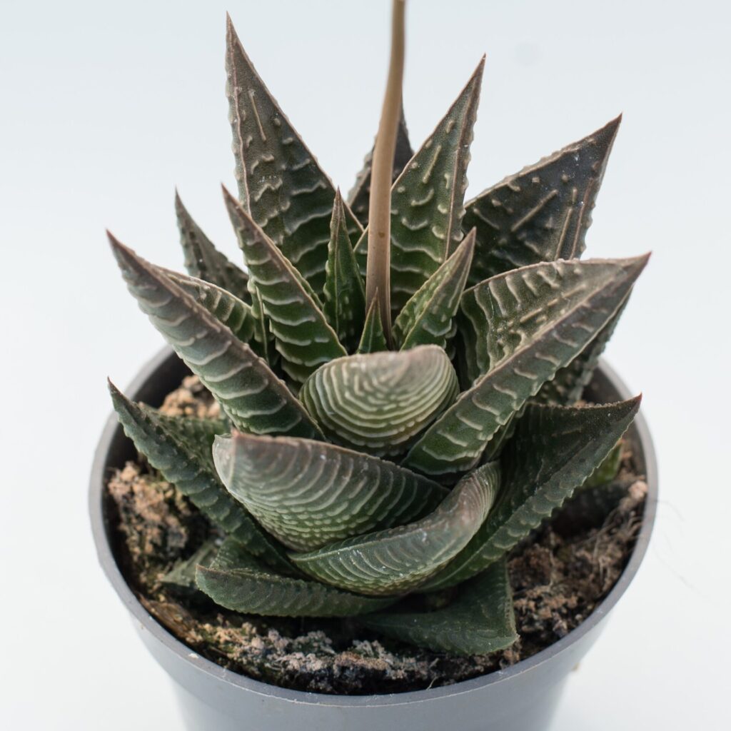 Haworthia limifolia - Suculandia