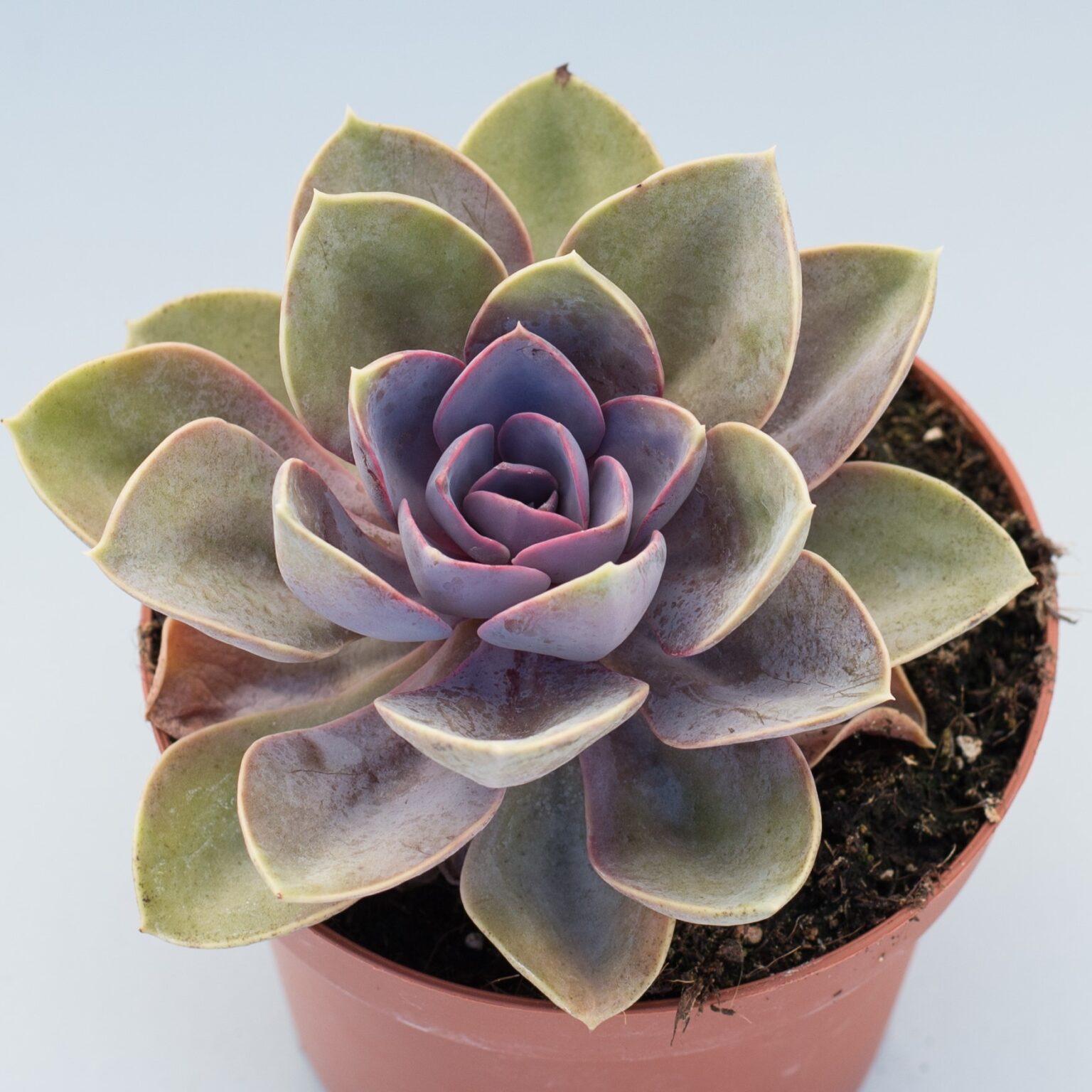 Echeveria perle von nurnberg - Suculandia