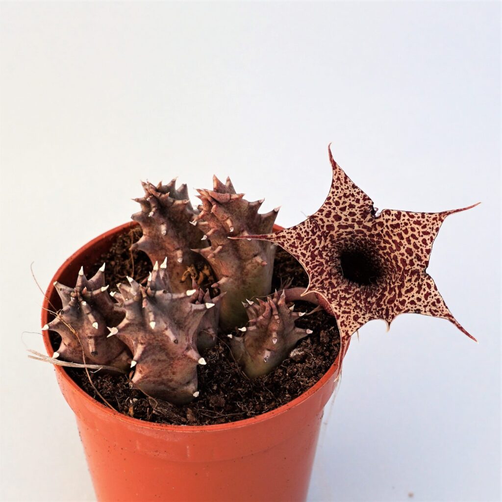 Huernia barbata - Suculandia