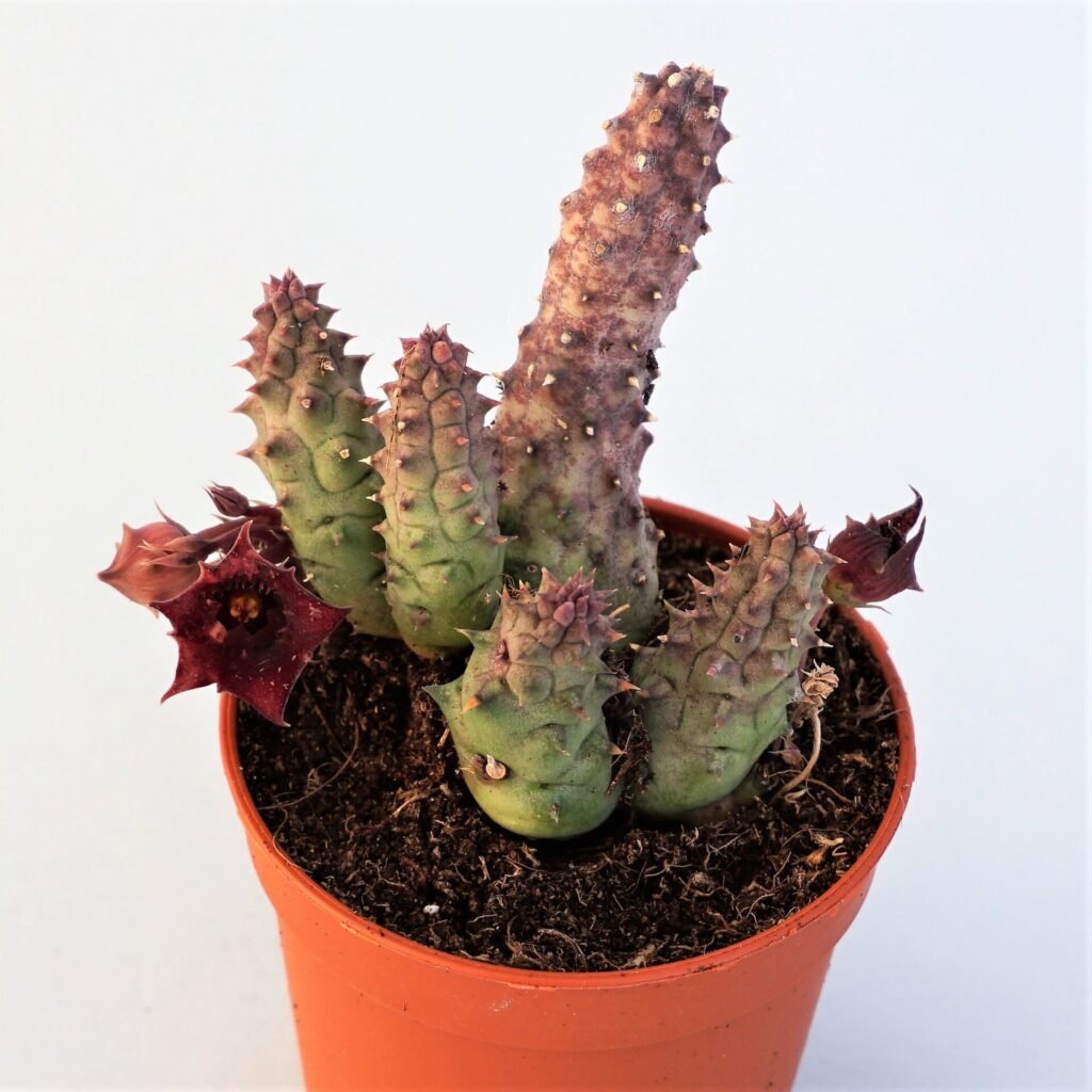 Huernia schneideriana - Suculandia