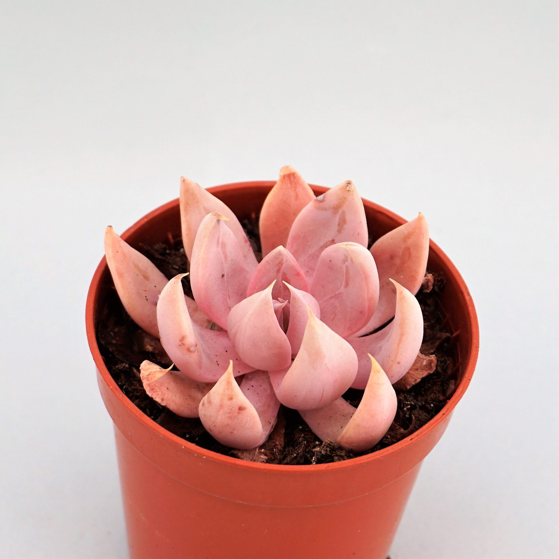 Graptoveria debbie - Suculandia