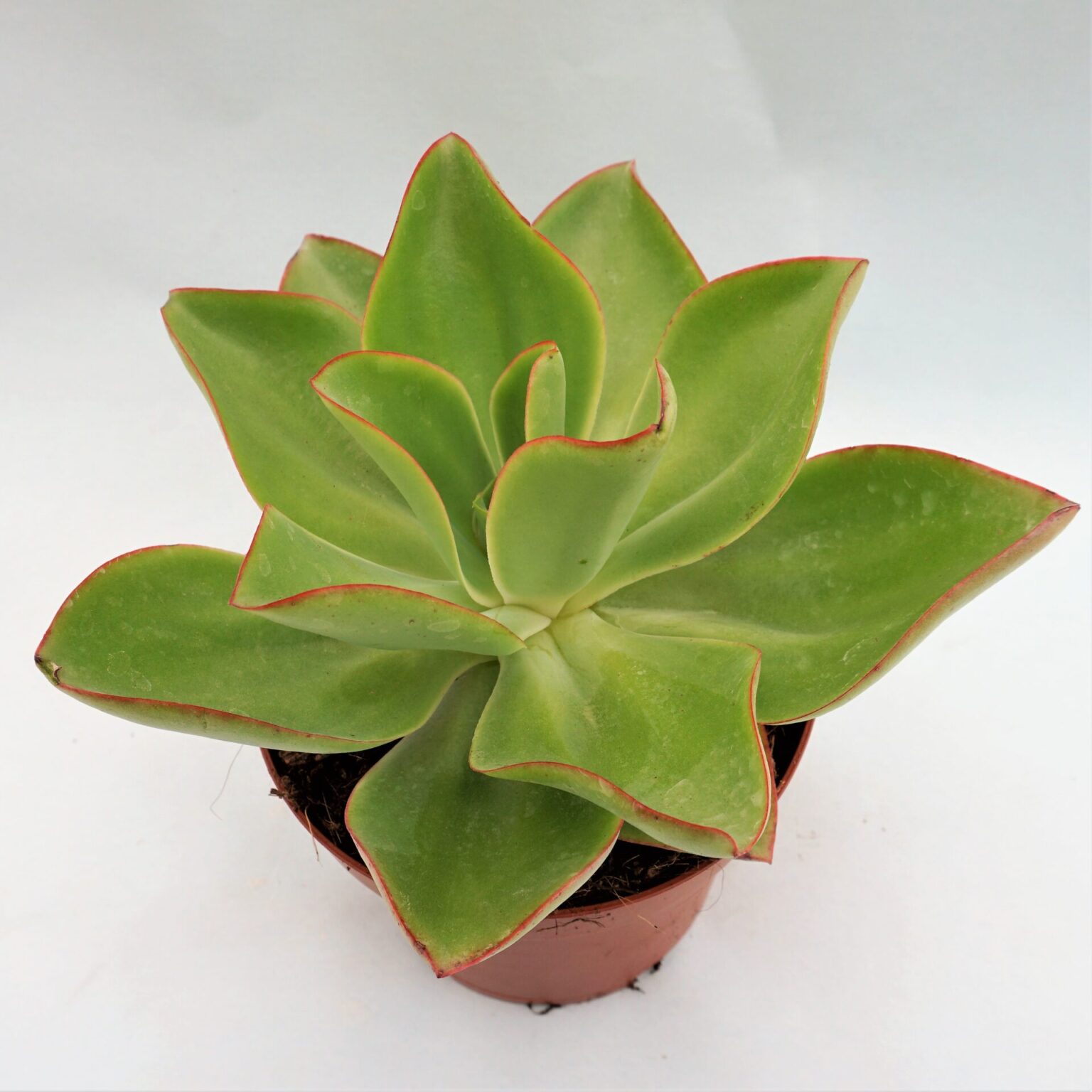 Echeveria subrigida - Suculandia