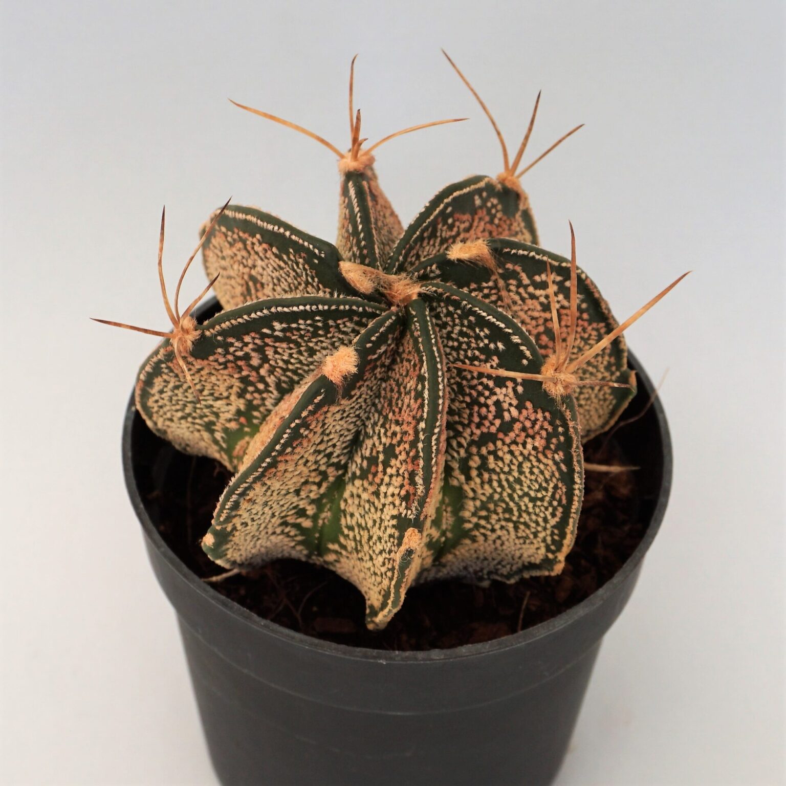 Astrophytum capricorne - Suculandia