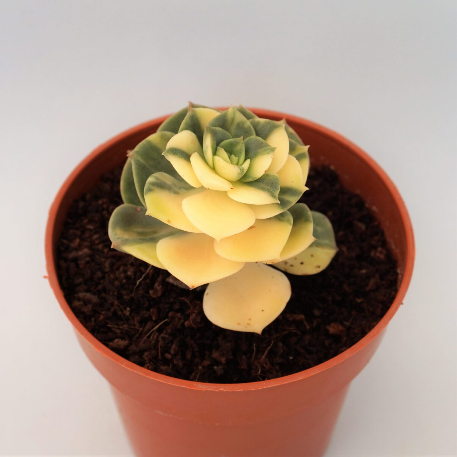Echeveria nicksana variegata - Suculandia