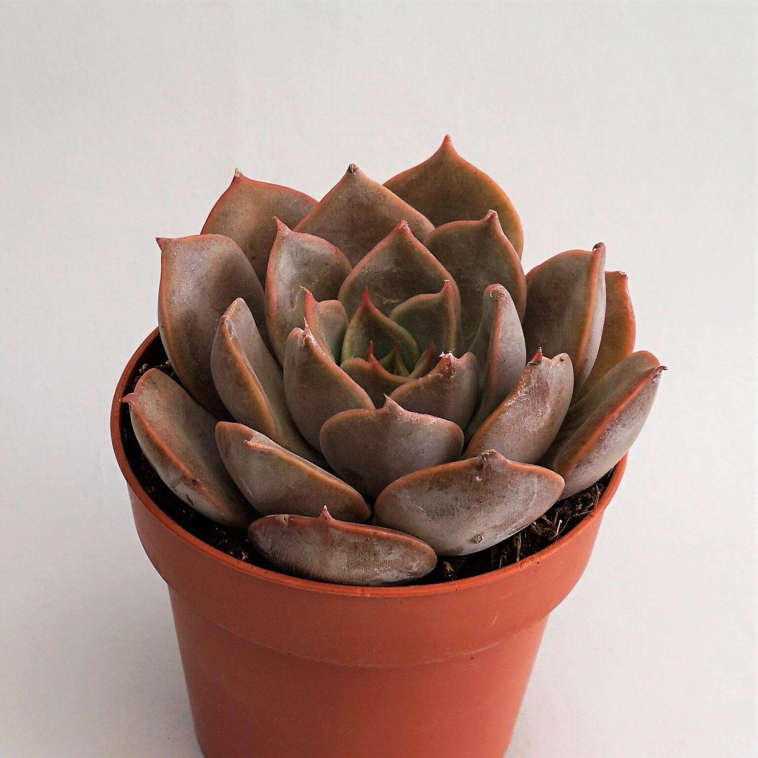 Echeveria masai - Suculandia