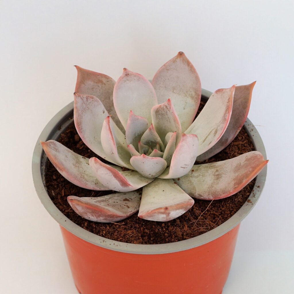 Echeveria cuspidata - Suculandia