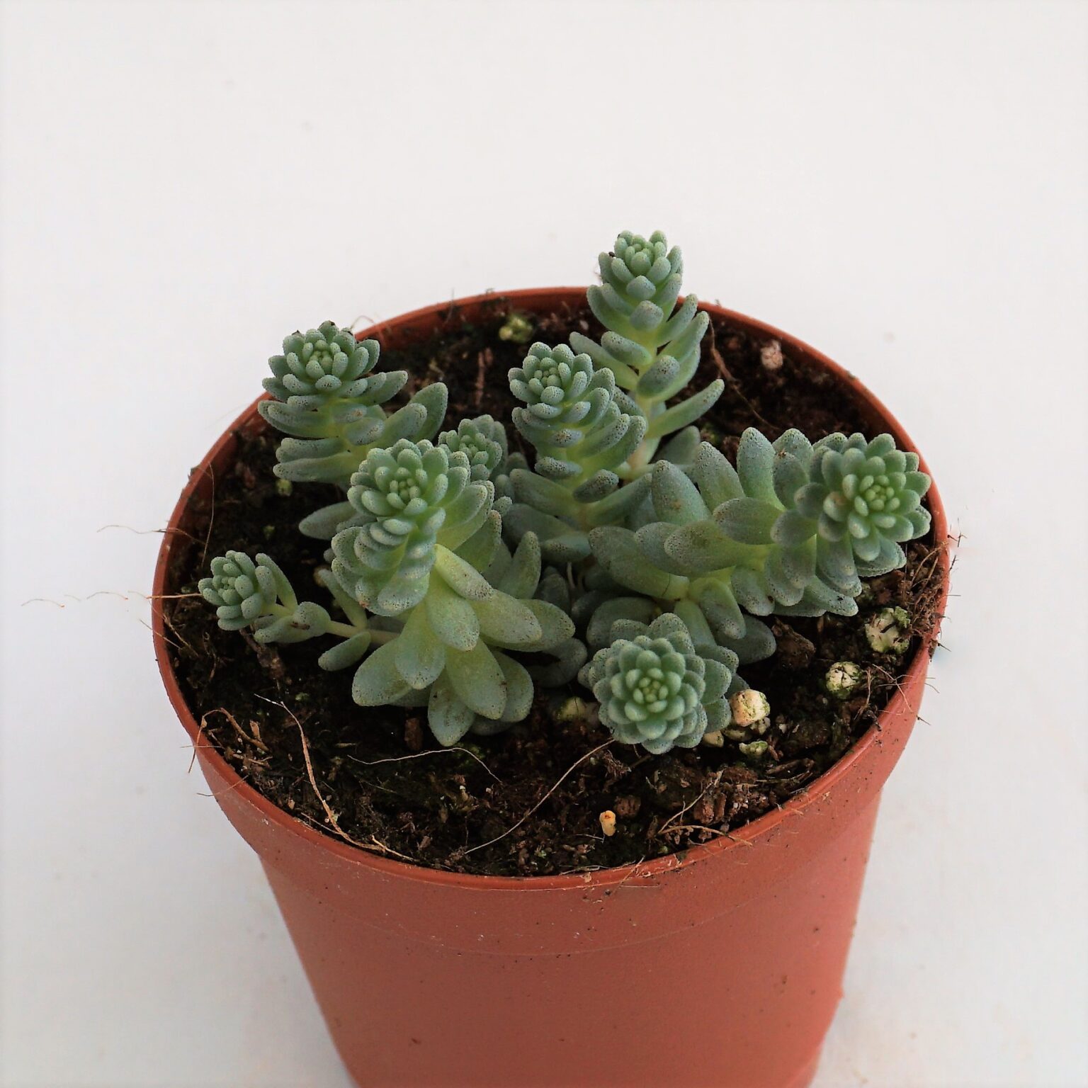 Sedum dasyphyllum - Suculandia