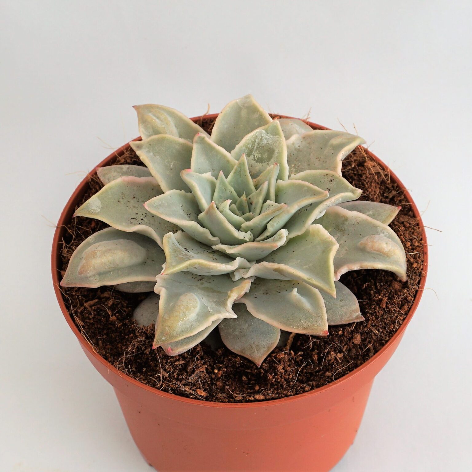 Echeveria madiba carunculada - Suculandia