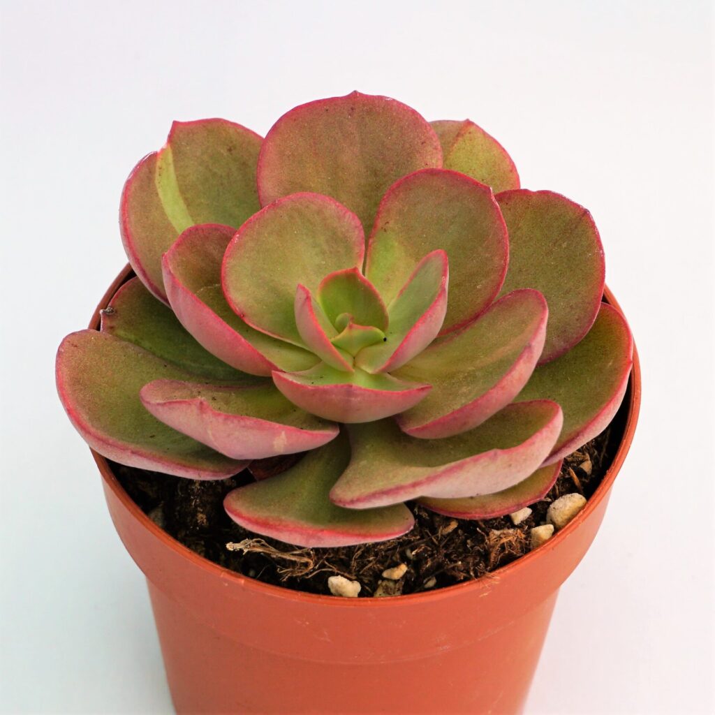 Echeveria suyon - Suculandia