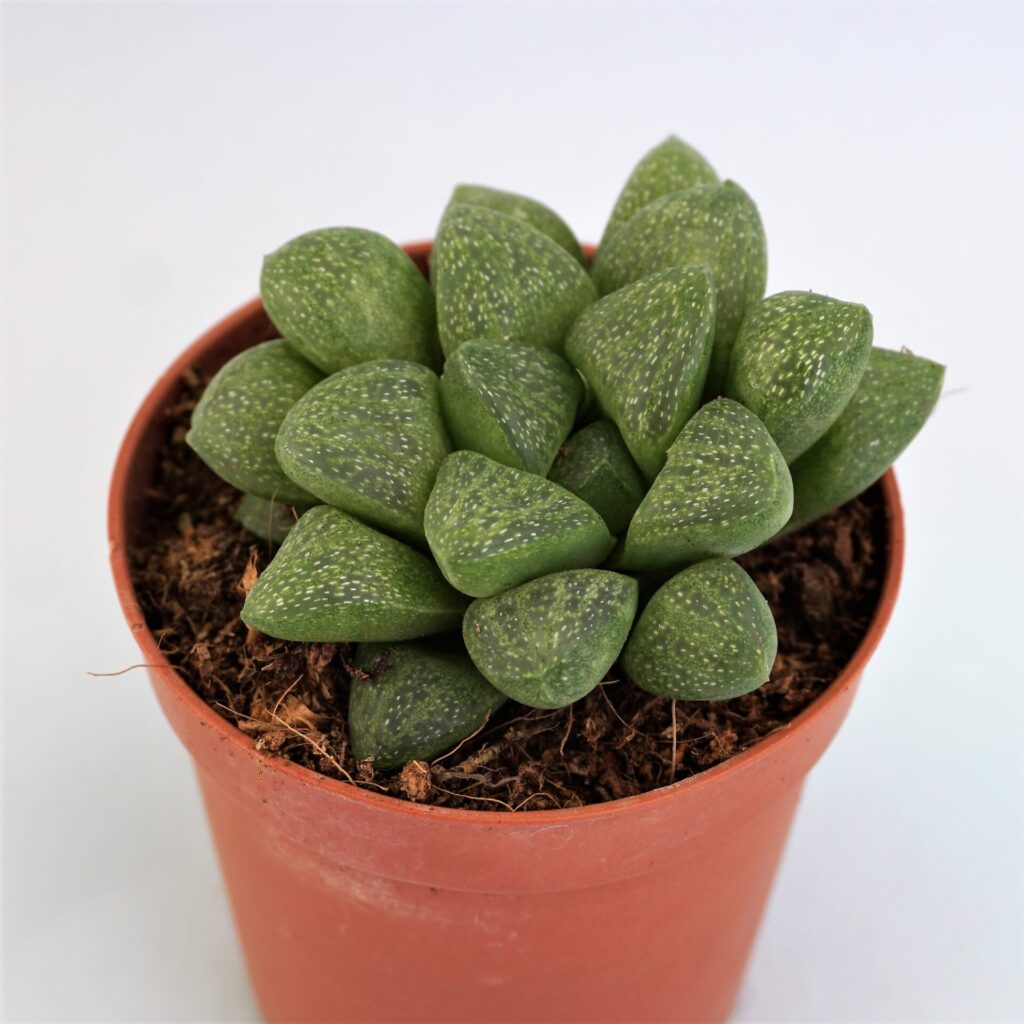 Haworthia turgida var. suberecta - Suculandia