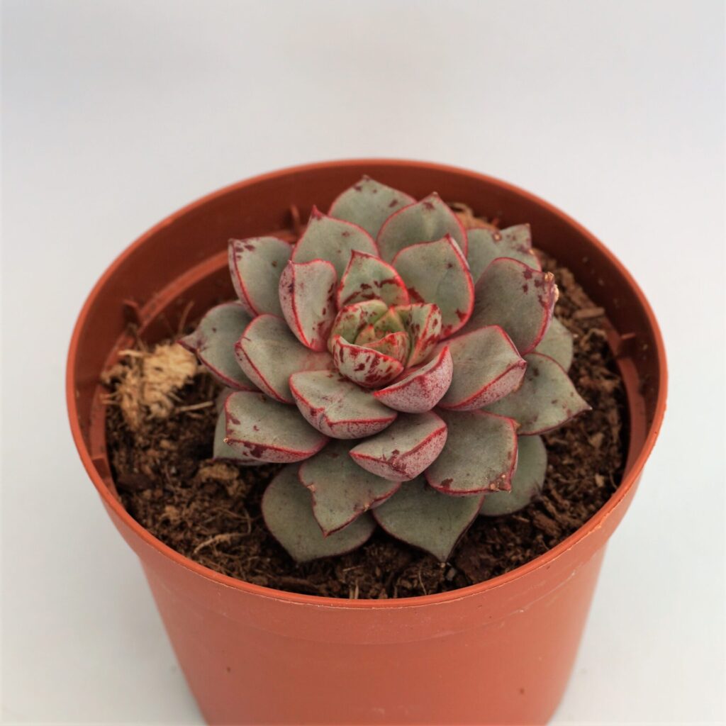 Echeveria echo blood - Suculandia