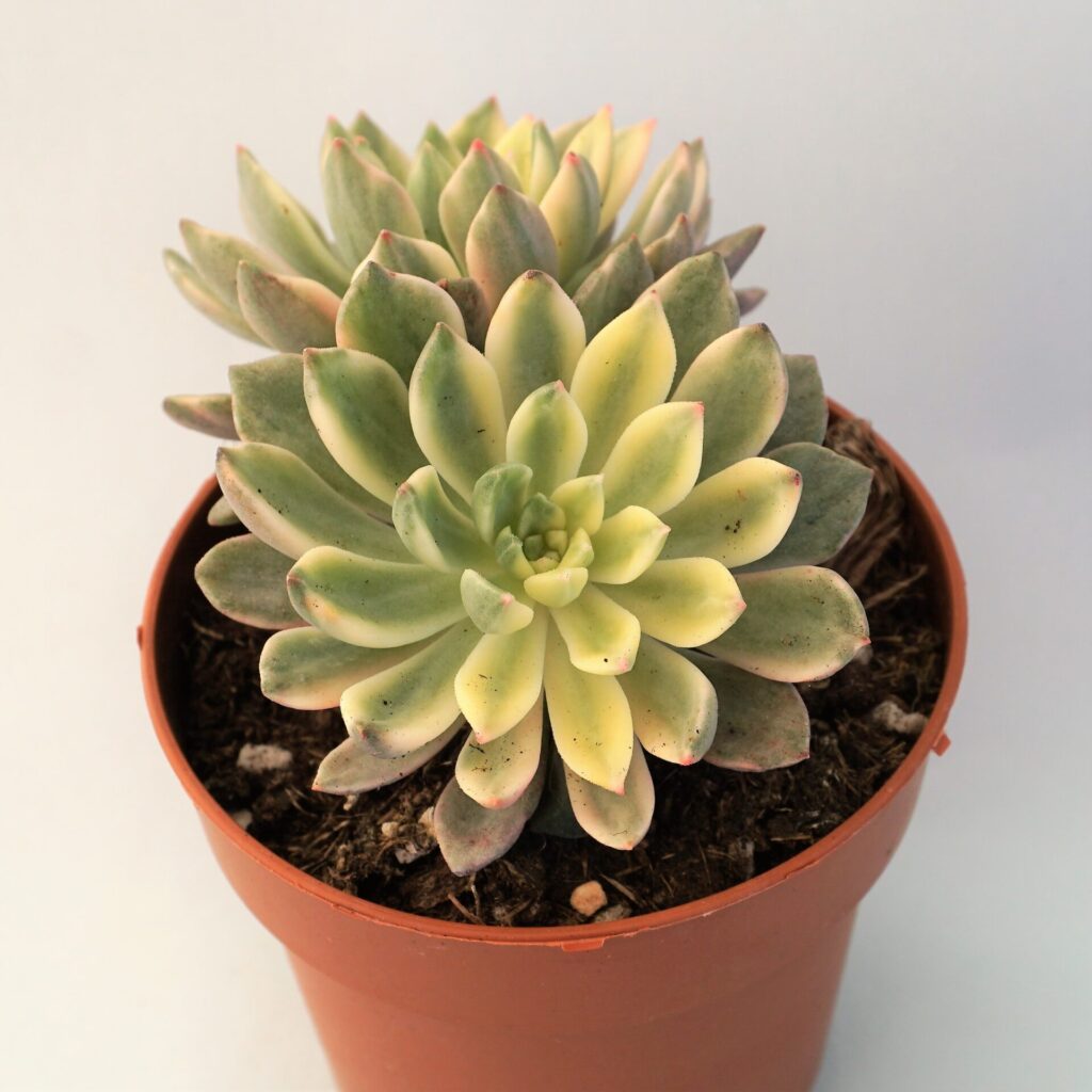 Echeveria green emerald variegata - Suculandia