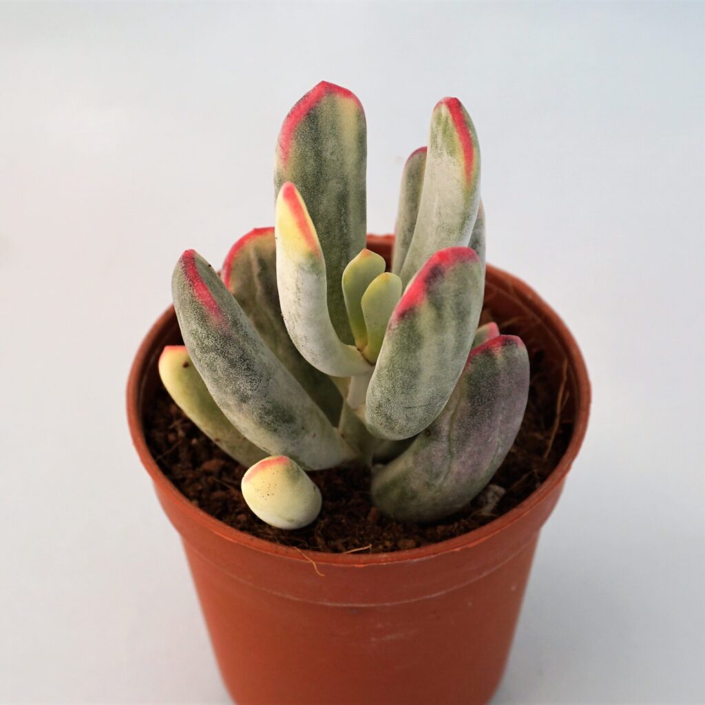Cotyledon orbiculata var. flanaganii variegata - Suculandia