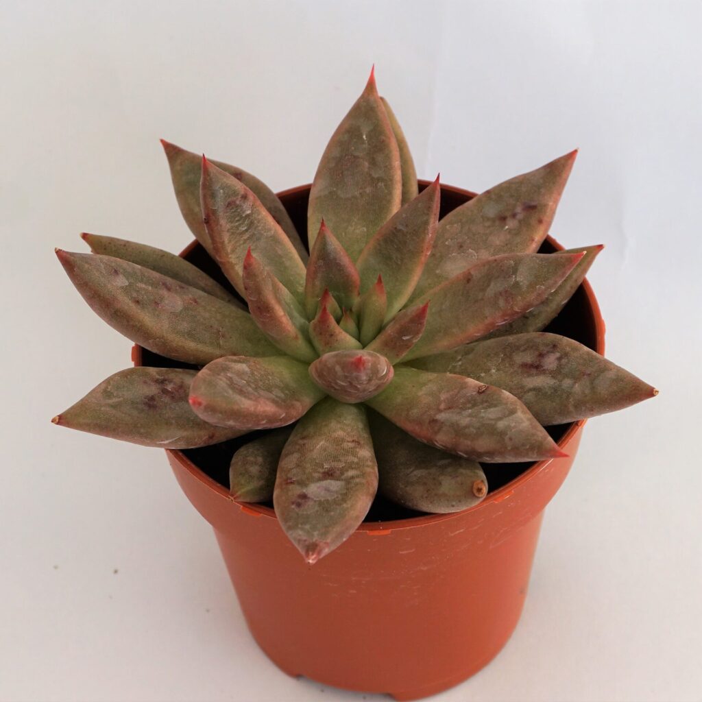 Echeveria psyche - Suculandia