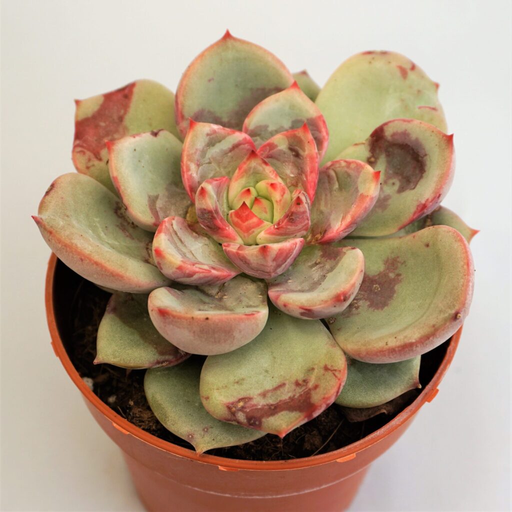 Echeveria salmon - Suculandia