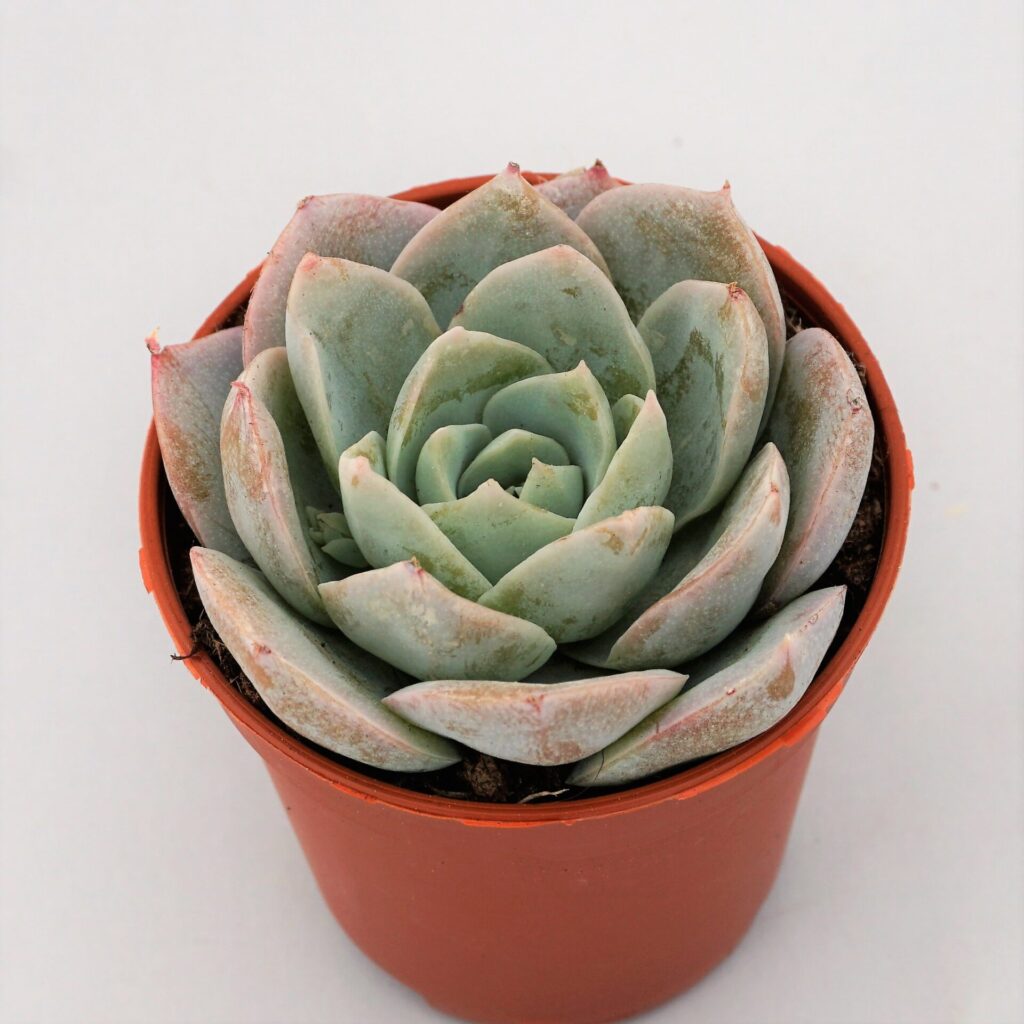 Echeveria blue lotus - Suculandia