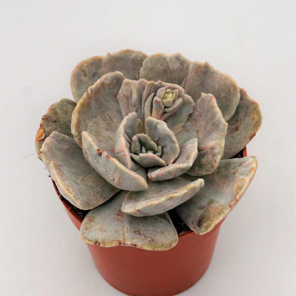 Echeveria marble - Suculandia